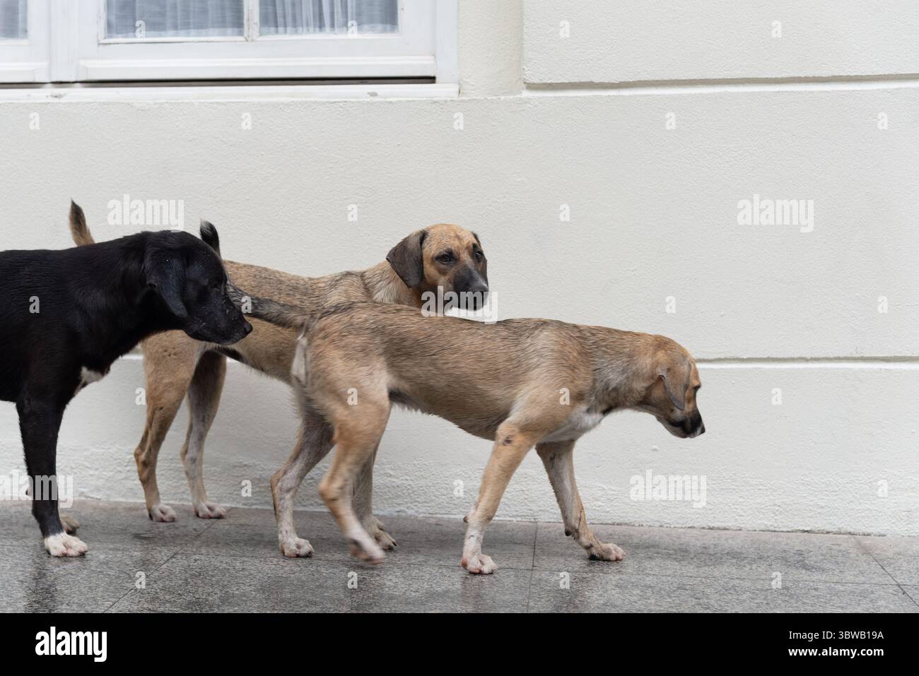 three street dogs watching the movement on a sidewalk. Animal life ...