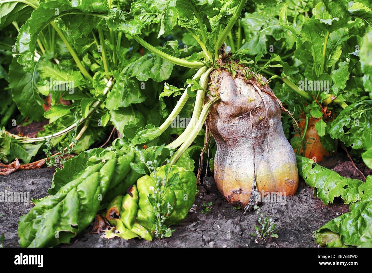 This is a turnip with green leaves on a bed in the garden close-up ...