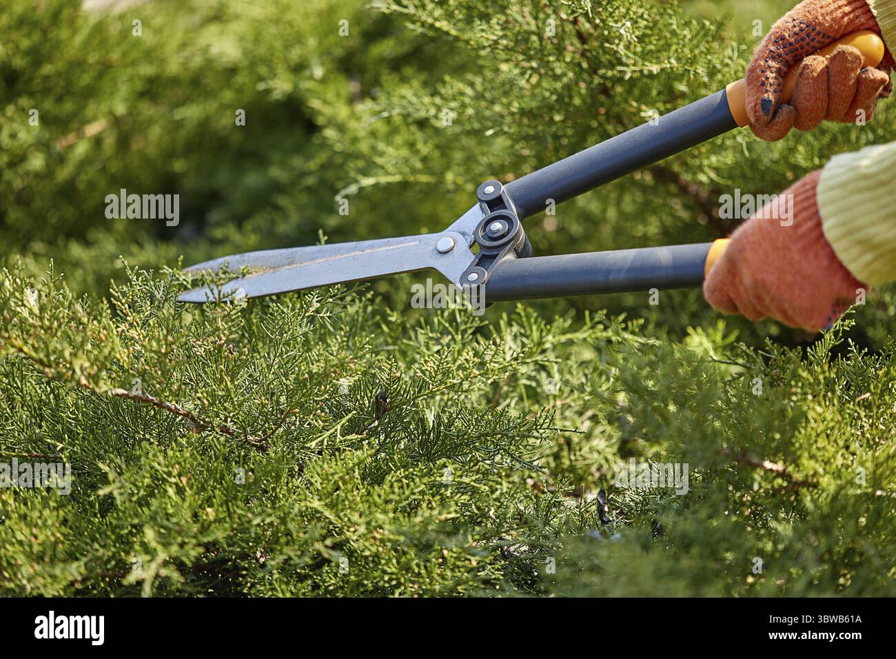 Hands unknown gardener in hi-res stock photography and images - Alamy