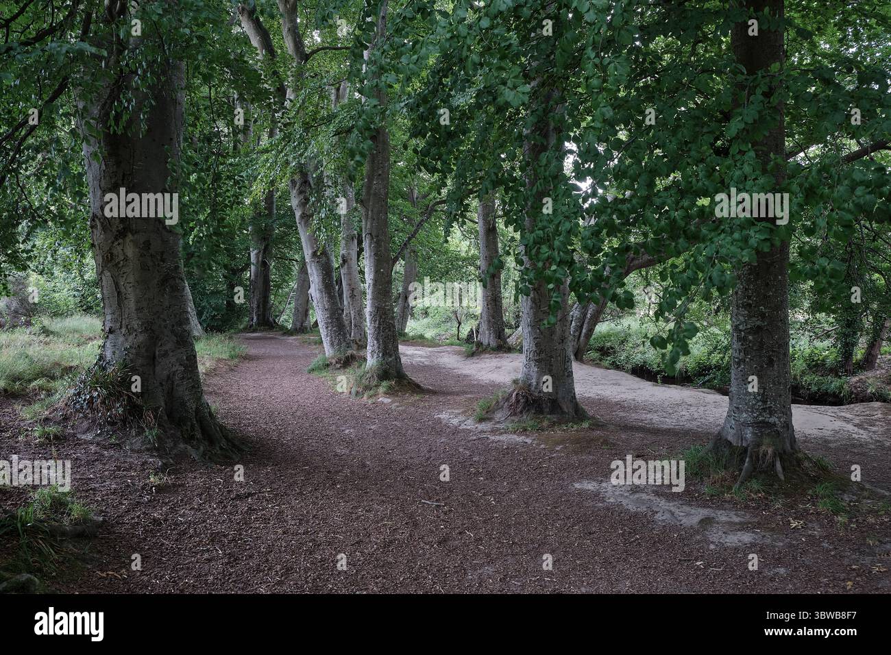 Scenic forest trail walk hi-res stock photography and images - Alamy