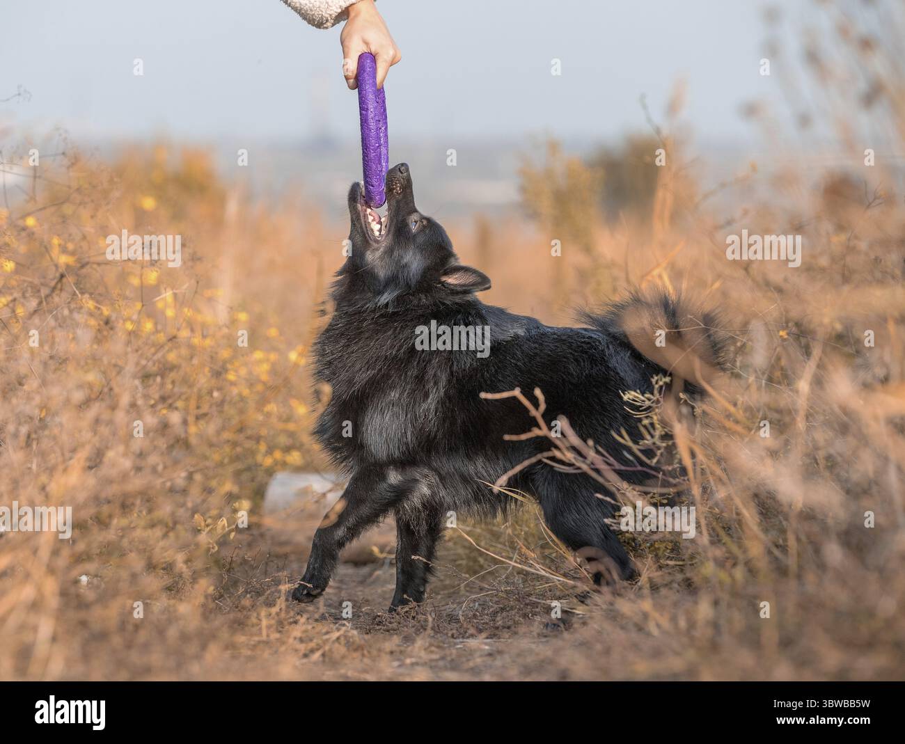 Schipperke puppy plays with owner with round purple toy Stock Photo - Alamy