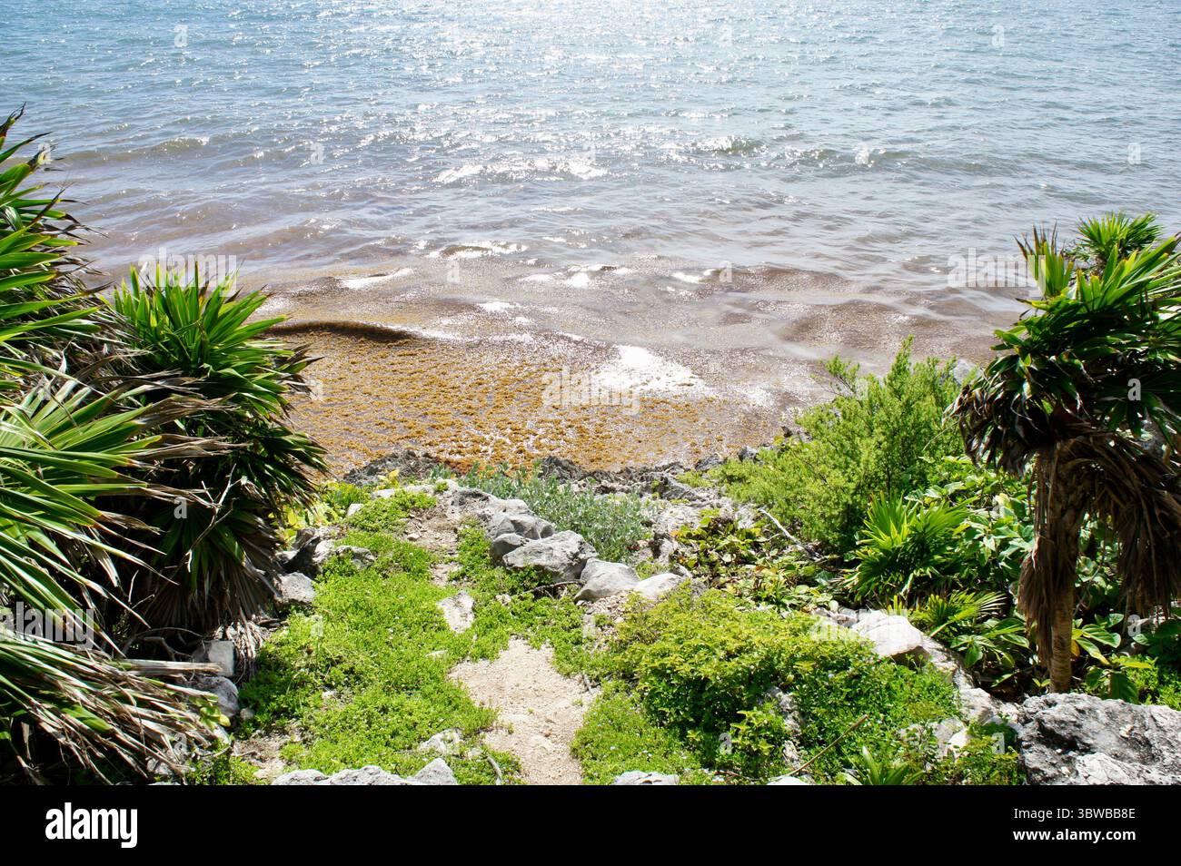Mexico sargassum seaweed hi-res stock photography and images - Alamy