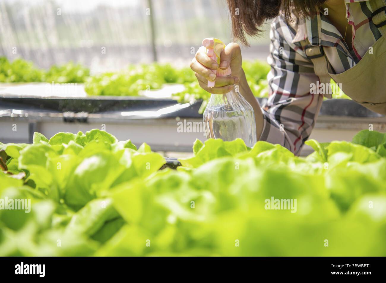 Hand farmer spraying lettuce foggy hi-res stock photography and images ...