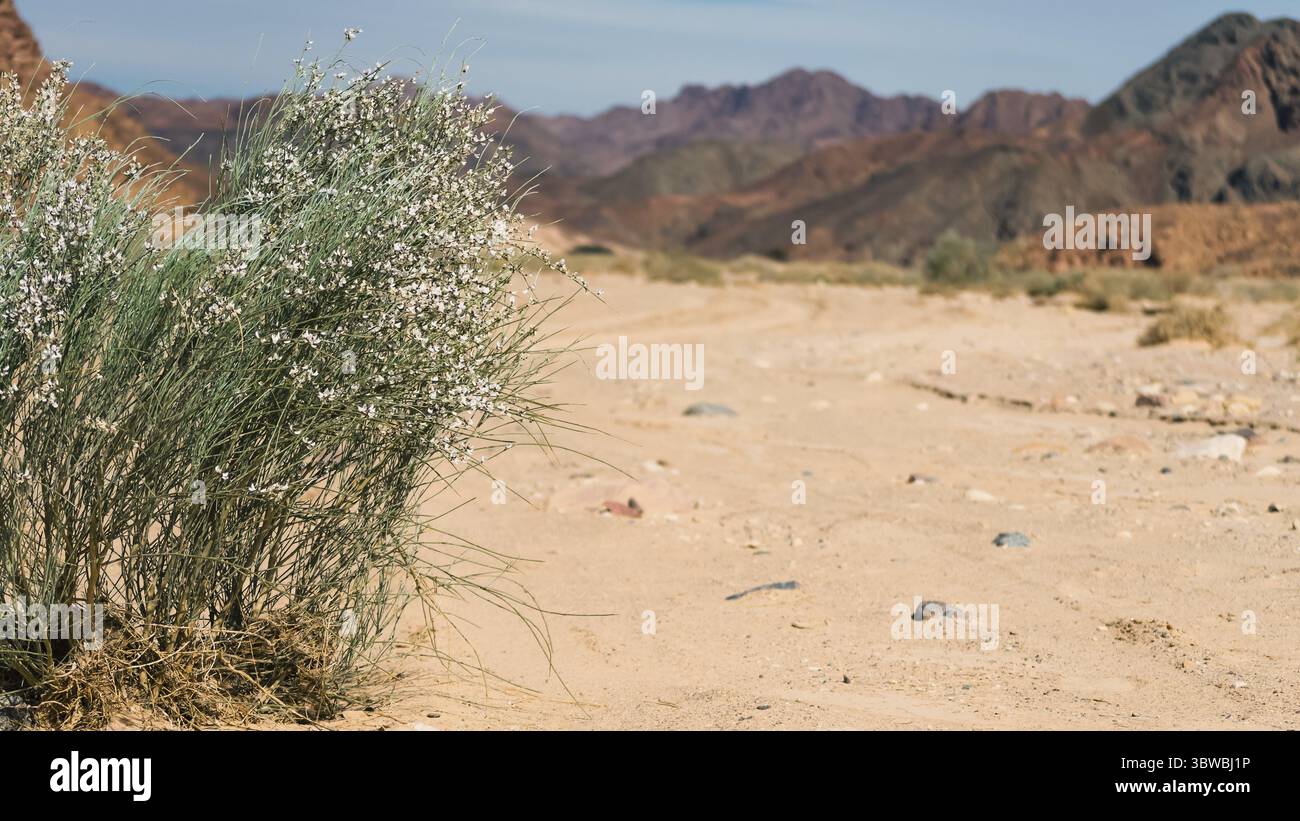 Green plant with white flowers in the desert in Egypt Dahab South Sinai ...