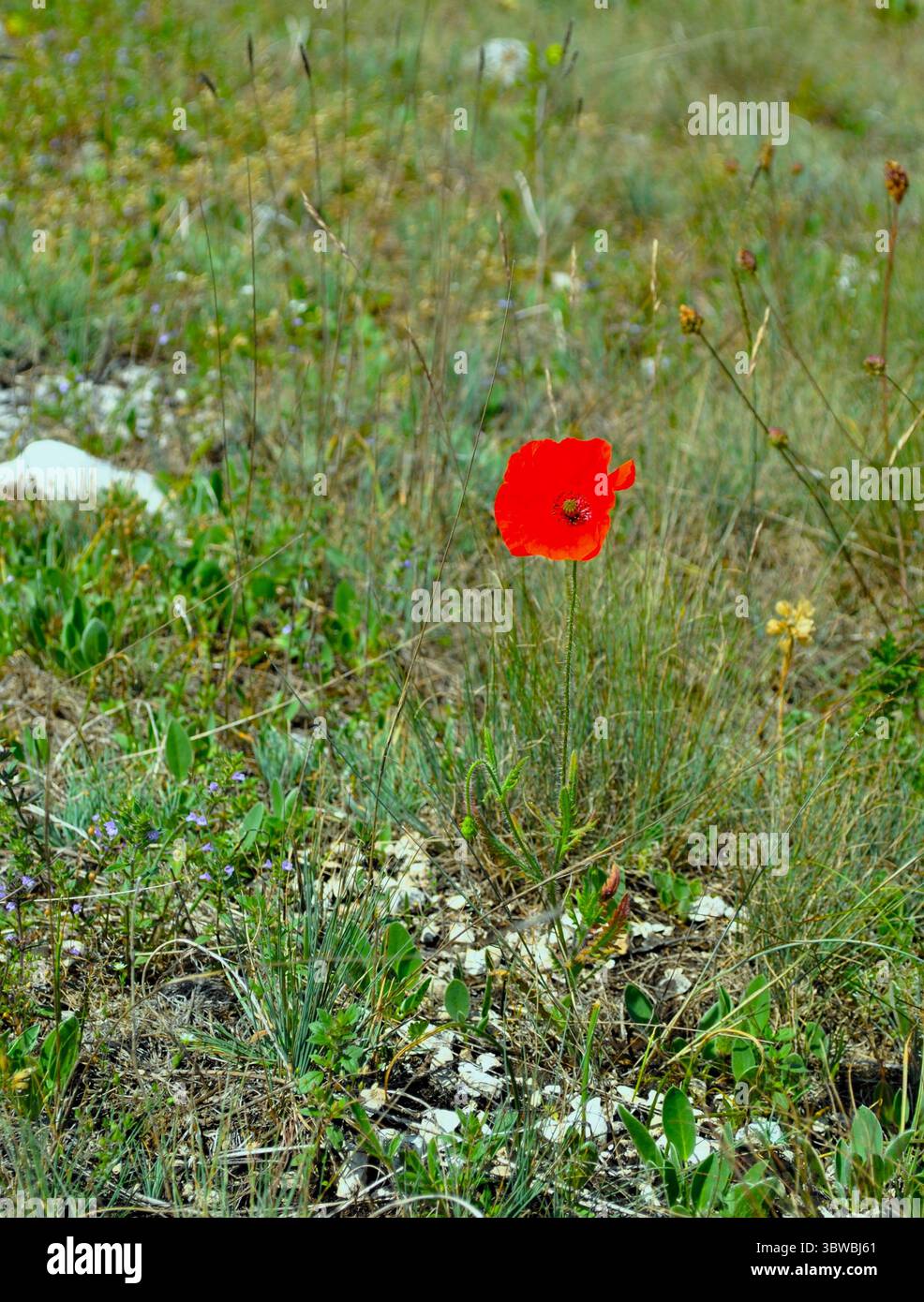 High growing petals hi-res stock photography and images - Alamy
