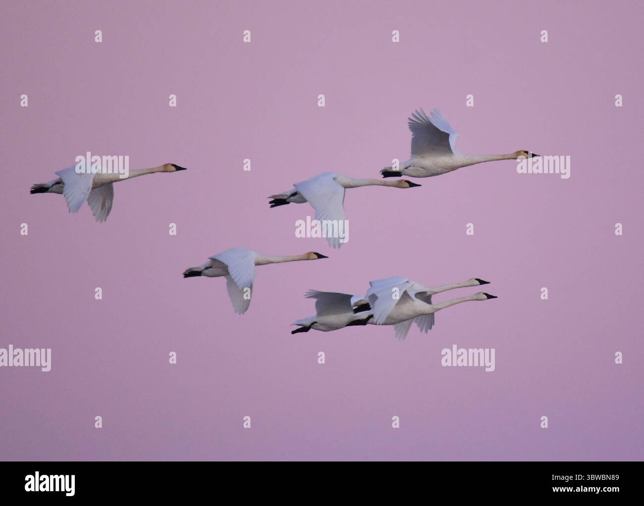 United States of America: Trumpeter swans in the pink after glow of ...