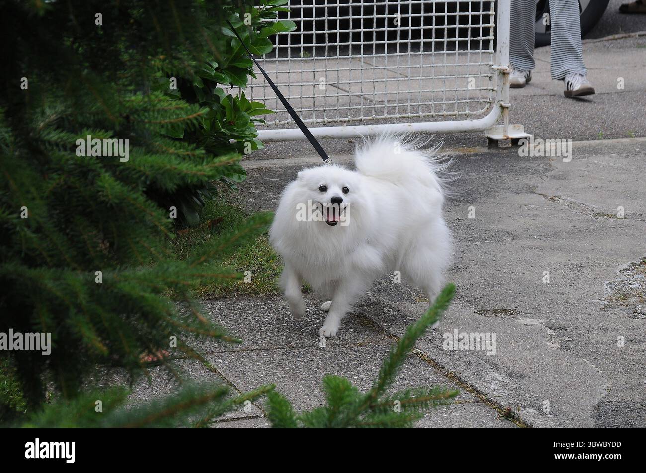 Copenhagen/ Denmark/16 july 2025 Senior citizen walking pets in Kastrup ...