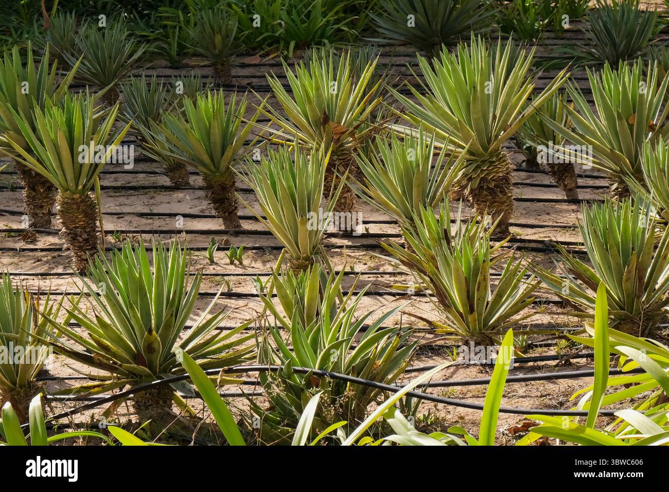 Drip irrigation hoses snaking through rows of yucca or agave plants in ...