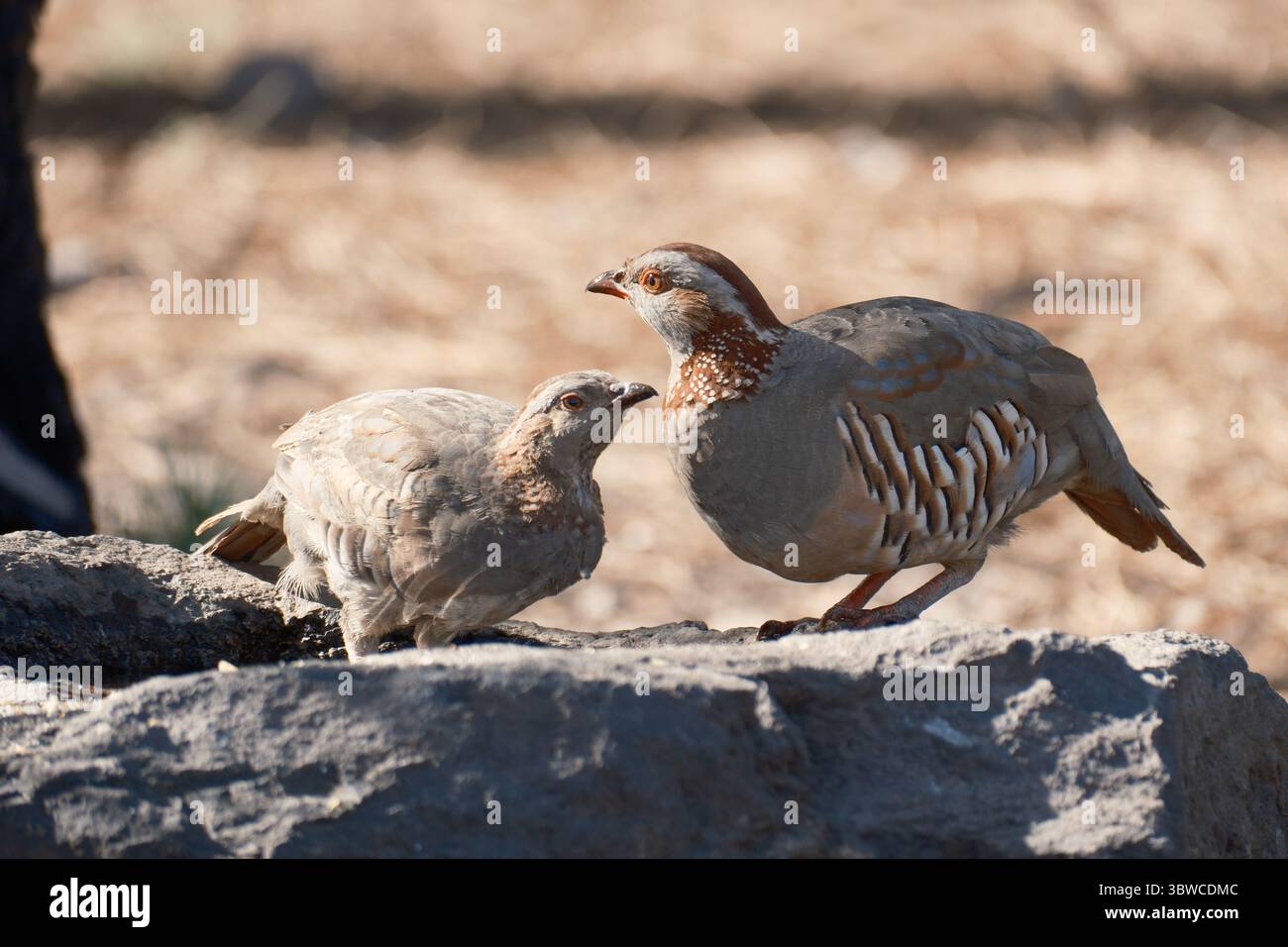 A male and female barbary partridge, on a rock with a natural drinking ...