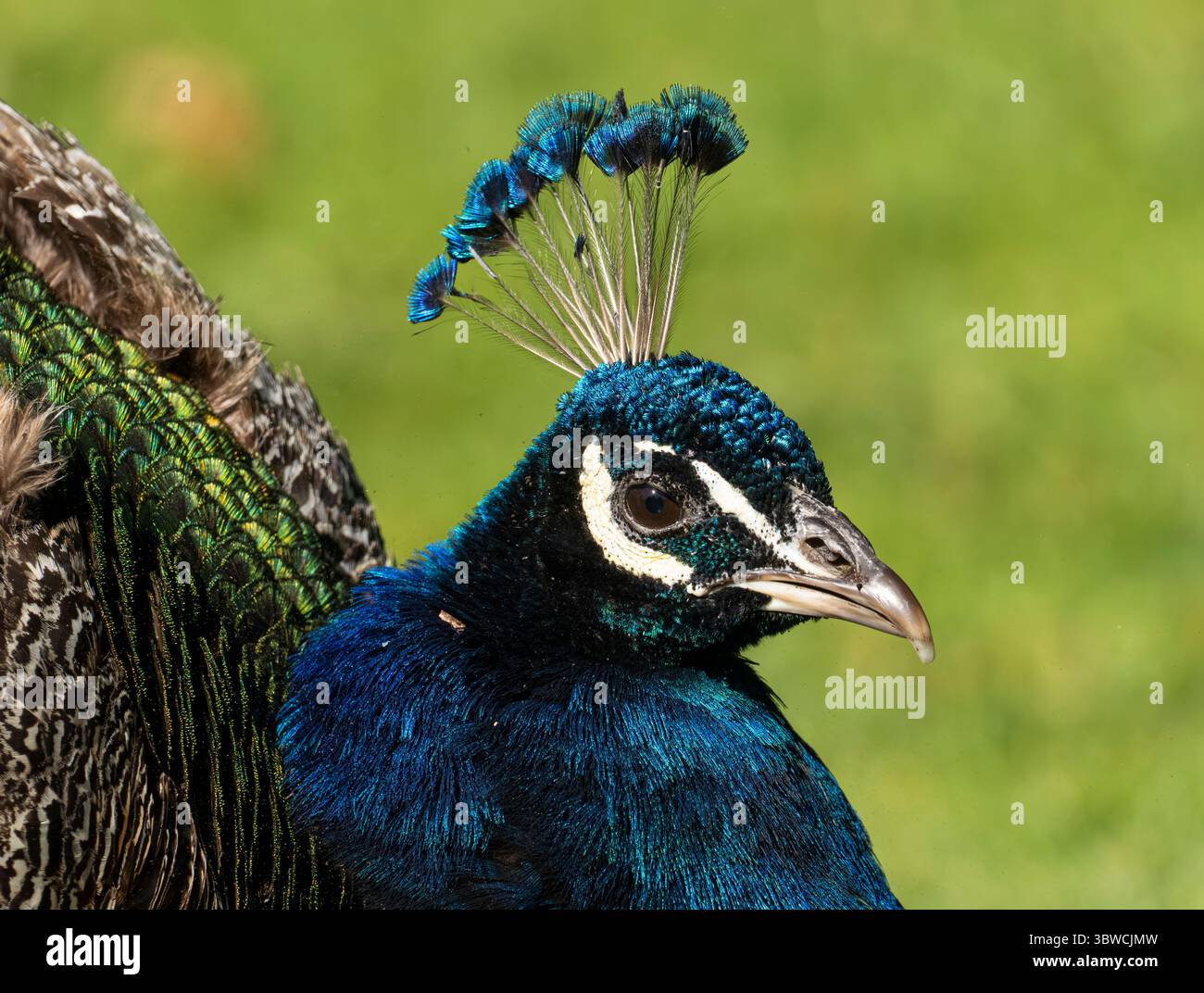 An Indian peacock (Pavo cristatus) in Beacon Hill Park in Victoria ...