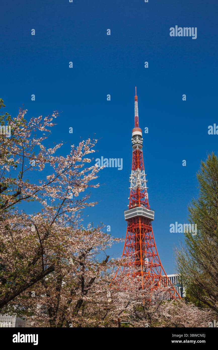 Tokyo Tower with cherry blossoms in full bloom. A stunning springtime ...