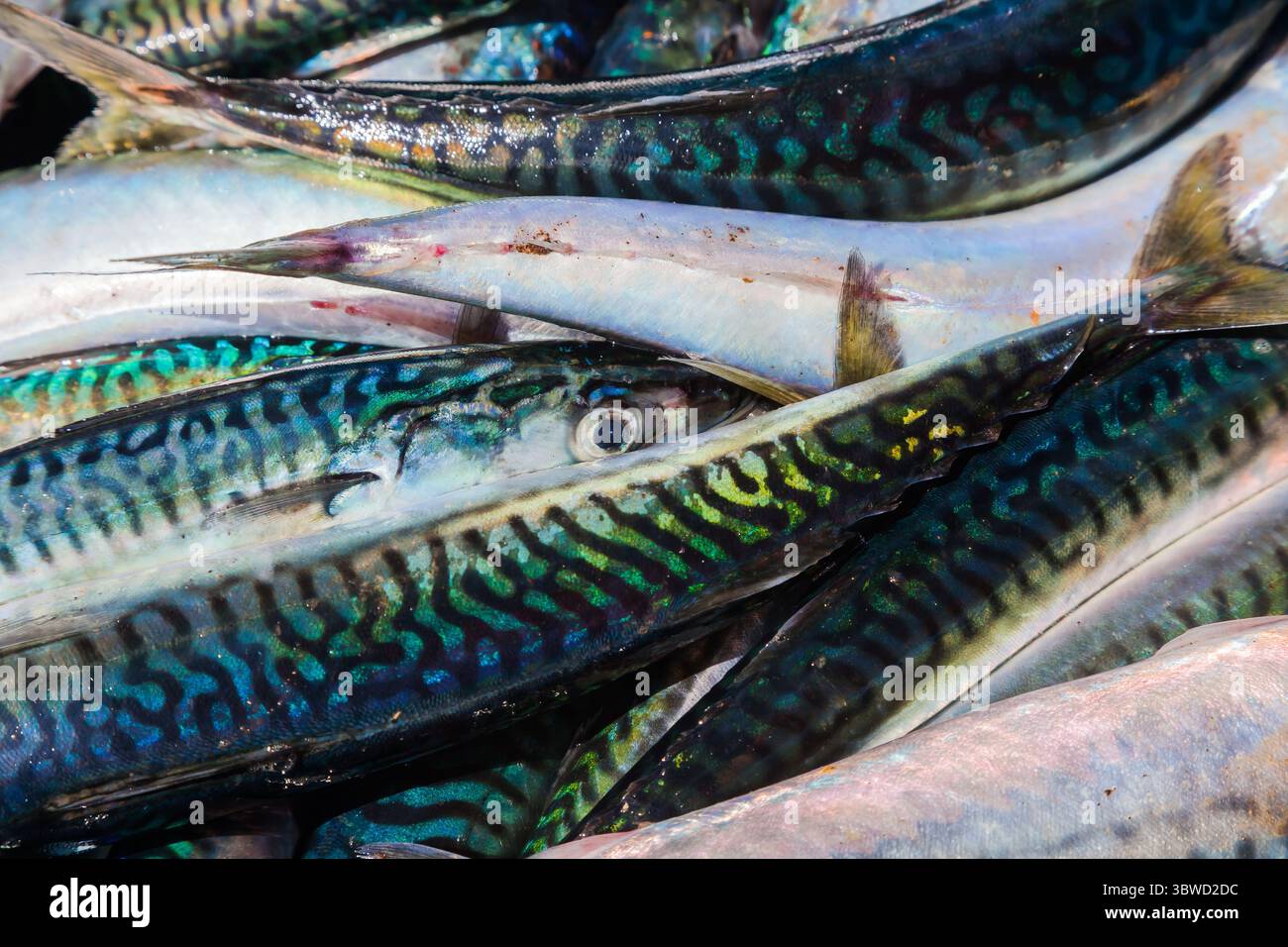 Mackerel fishing hi-res stock photography and images - Alamy
