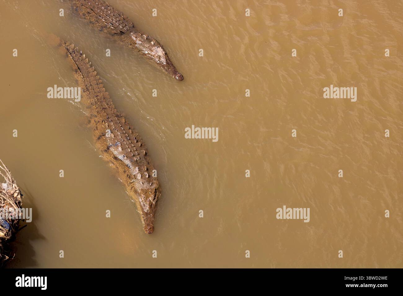 Dangerous American crocodile with pale brown skin laying on the ground ...
