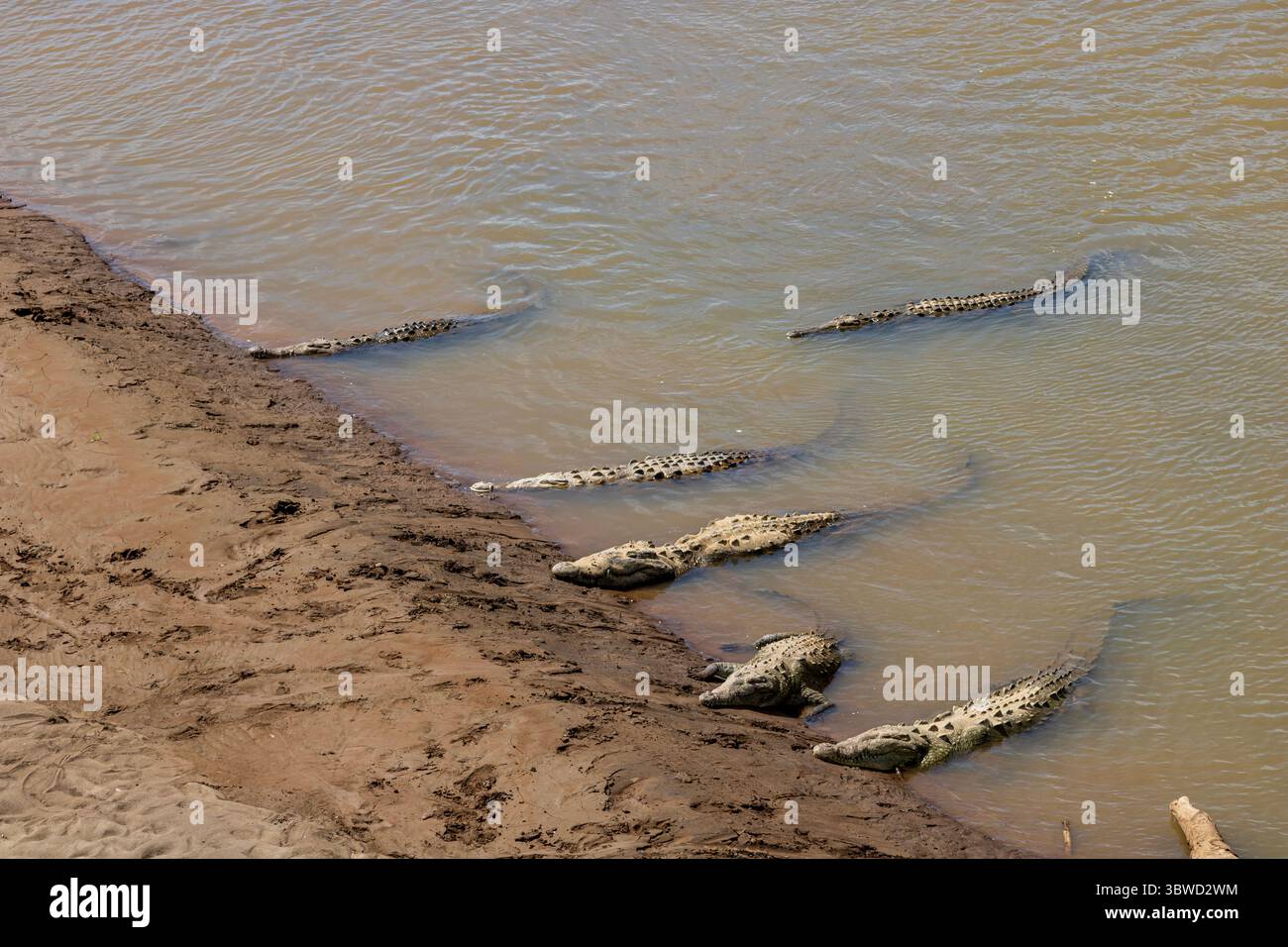 Dangerous American crocodile with pale brown skin laying on the ground ...