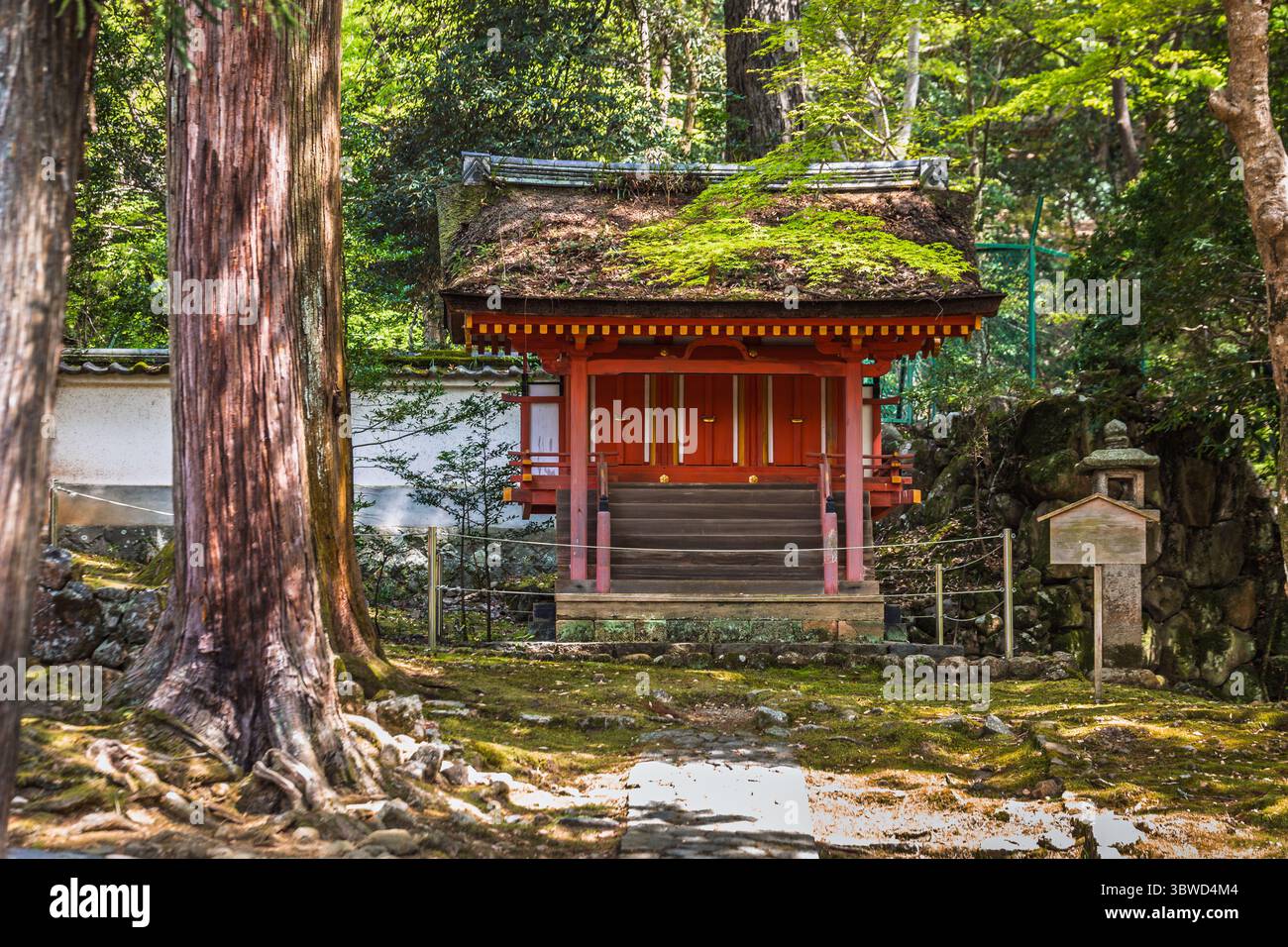 Ancient moss-covered shrine nestled in a serene Japanese forest. Red ...