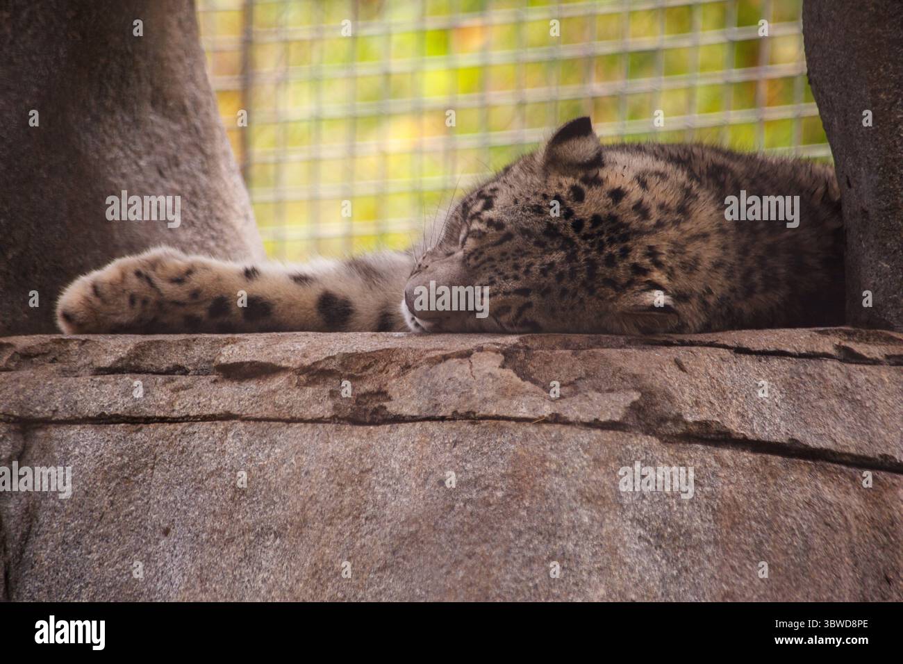 A Beautiful large snow leopard big cat in San Diego Zoo, San Diego ...