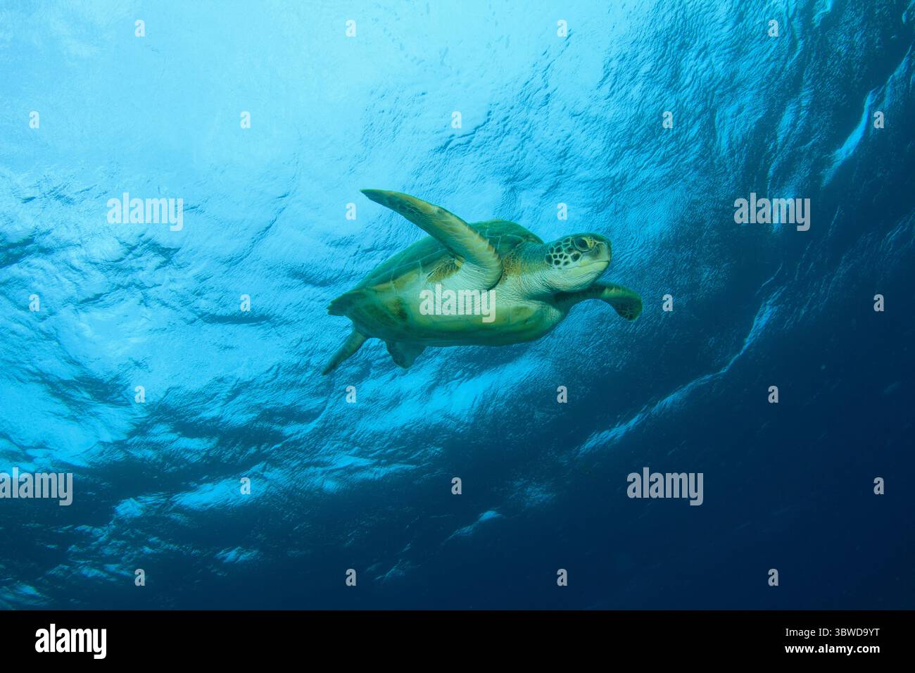 A green turtle swims placidly in the blue waters of the Atlantic Ocean ...