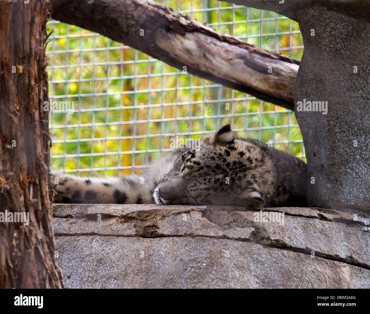 A Beautiful large snow leopard big cat in San Diego Zoo, San Diego ...
