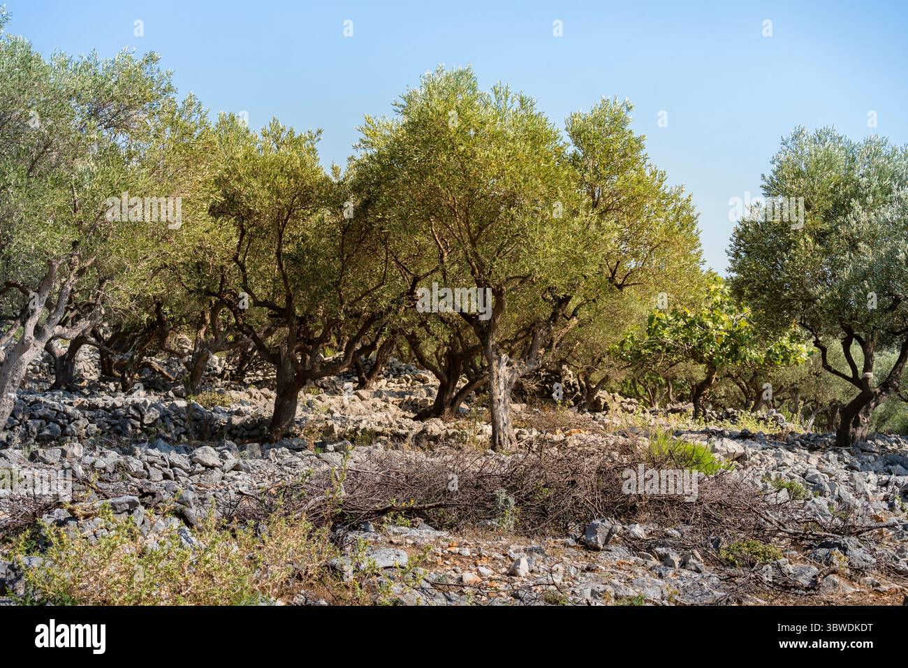 Beautiful olive tree plantation with man made drywalls dividing the ...