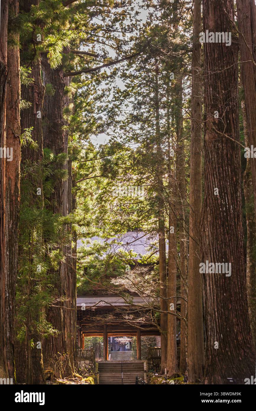 Ancient cedar trees frame a serene pathway leading to a traditional ...
