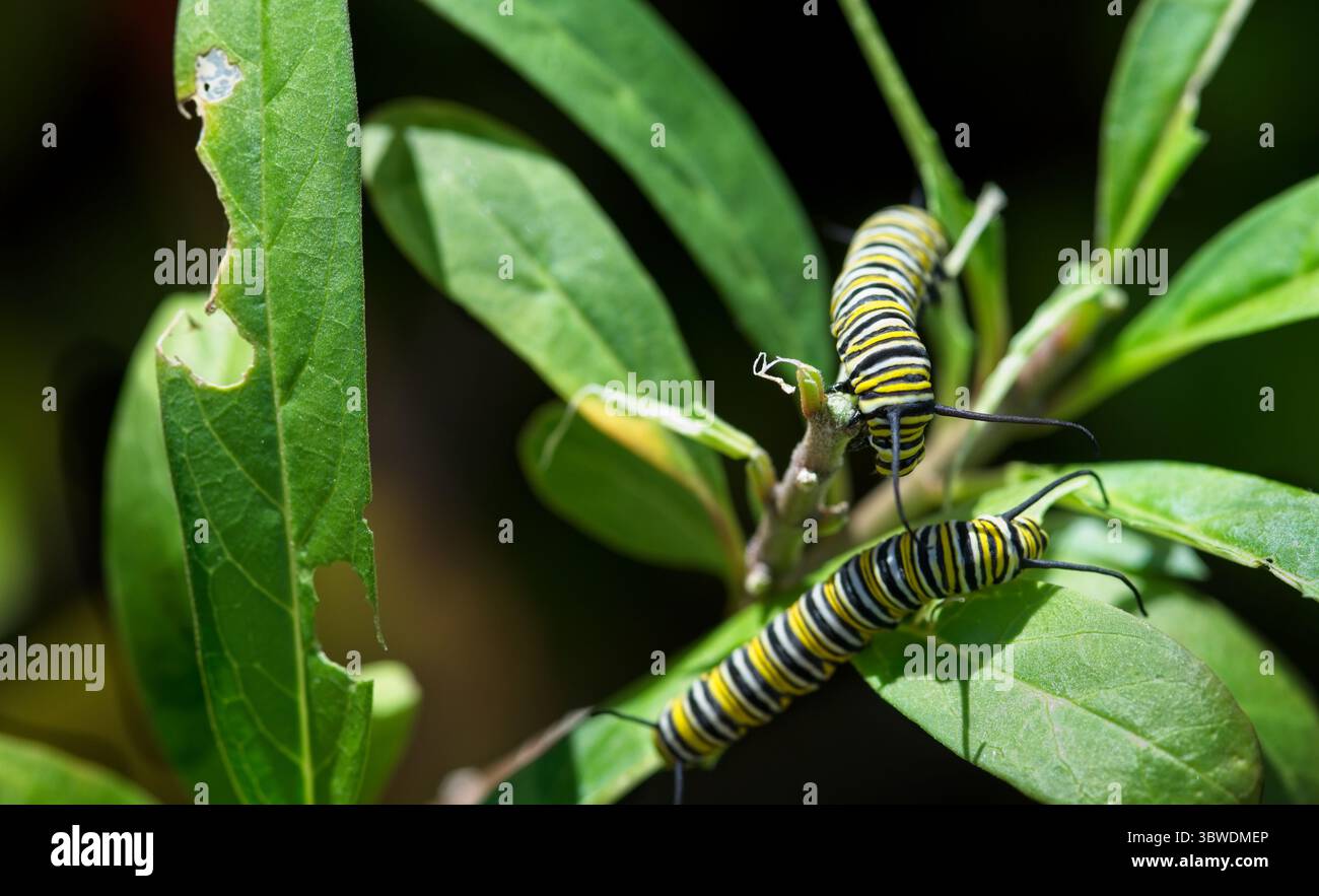 Finding caterpillars hi-res stock photography and images - Alamy