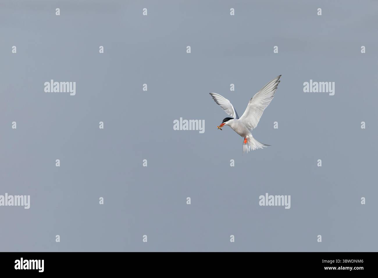 Common tern Sterna hirundo, summer plumage adult flying with moth in ...