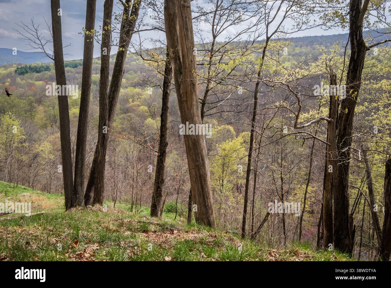 Spring views along the Great Allegheny Passage rail trail in western ...