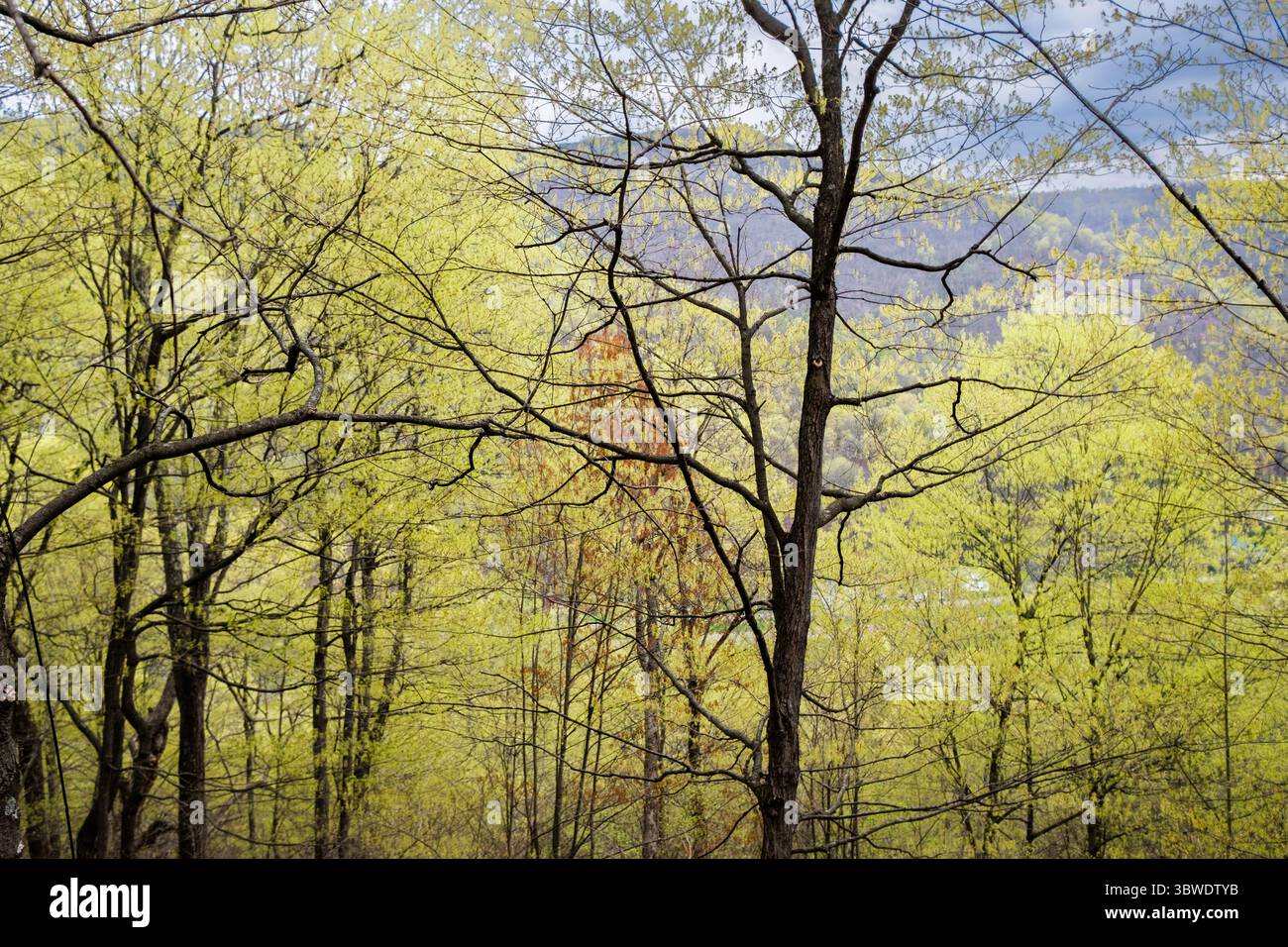 Spring views along the Great Allegheny Passage rail trail in western ...