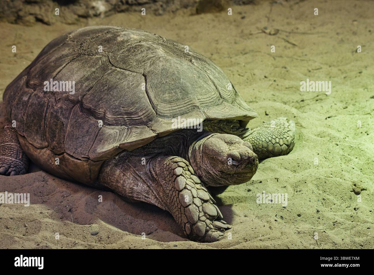 Cute painted box turtle hi-res stock photography and images - Alamy