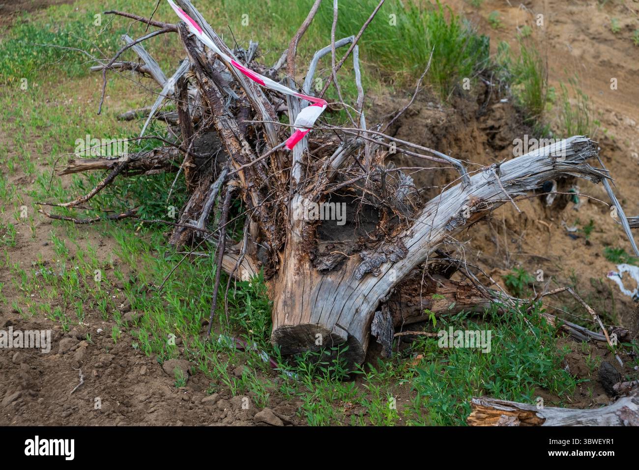 Uprooted stump old tree hi-res stock photography and images - Alamy