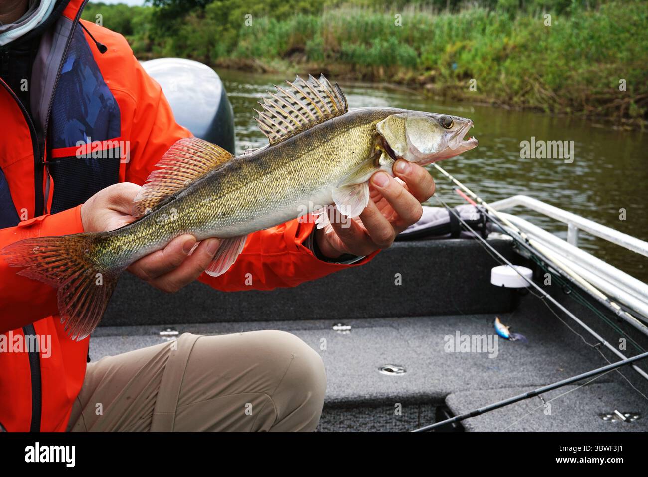 Freshwater zander fish know as sander lucioperca just taken from the ...