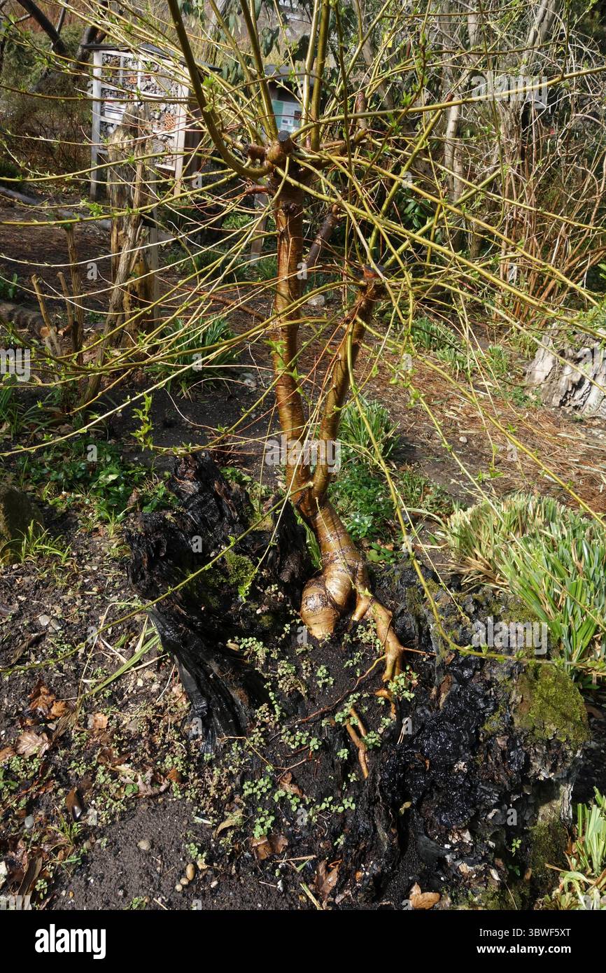 the color green, a common color in plants and nature the color green, a ...