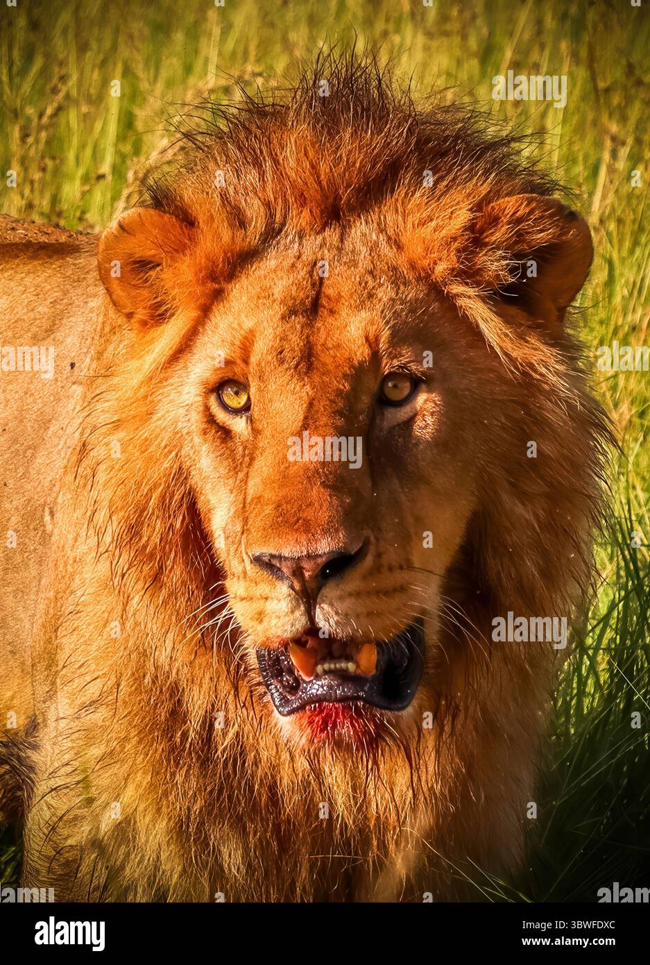 Portrait of a fierce wild male lion with blood on its chin, resting ...
