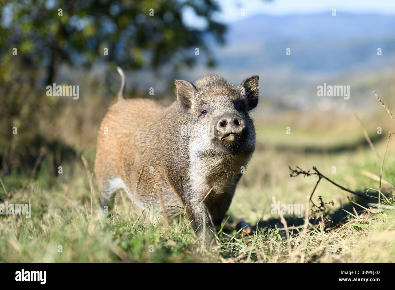 Vietnamese pot-bellied piglet feeding in grass in summer mountains ...