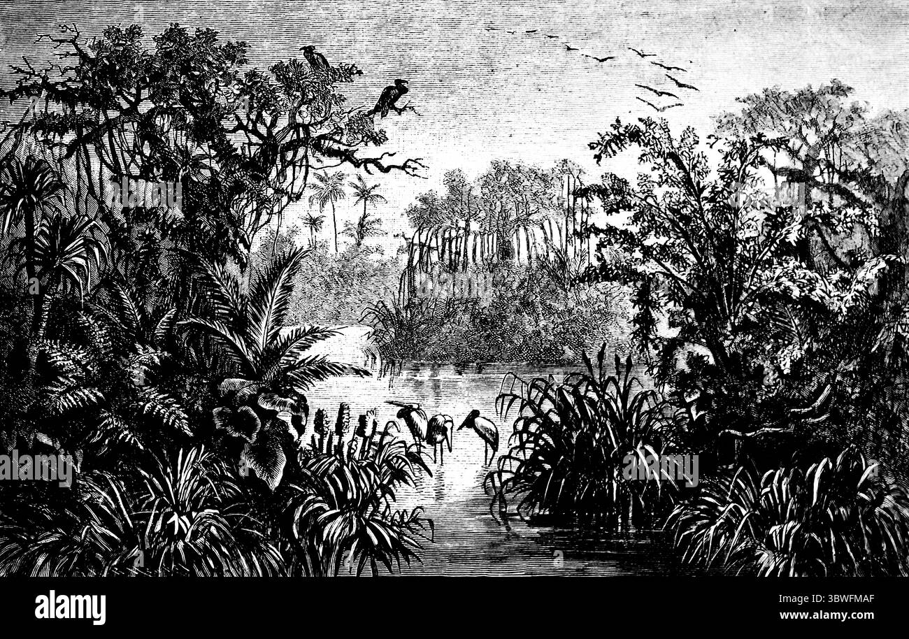 Trees illustration bw Black and White Stock Photos & Images - Alamy