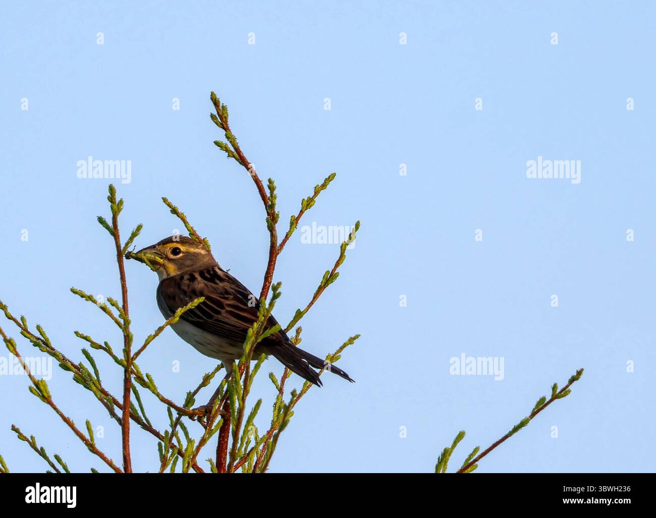 Sparrow hunting in morning hi-res stock photography and images - Alamy