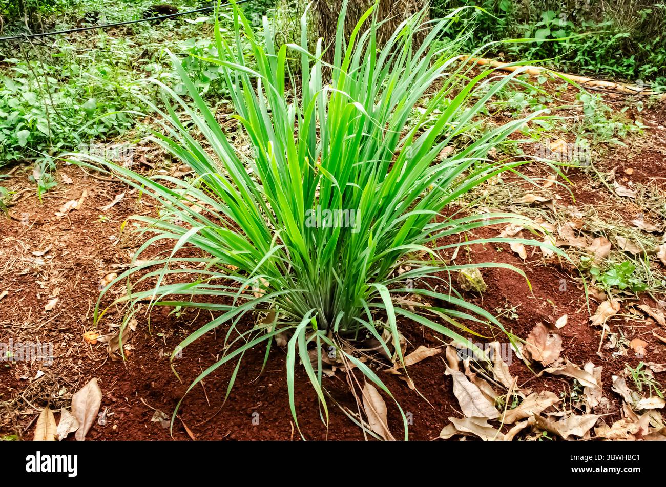 Citronella Grass Growing Outdoor Stock Photo - Alamy