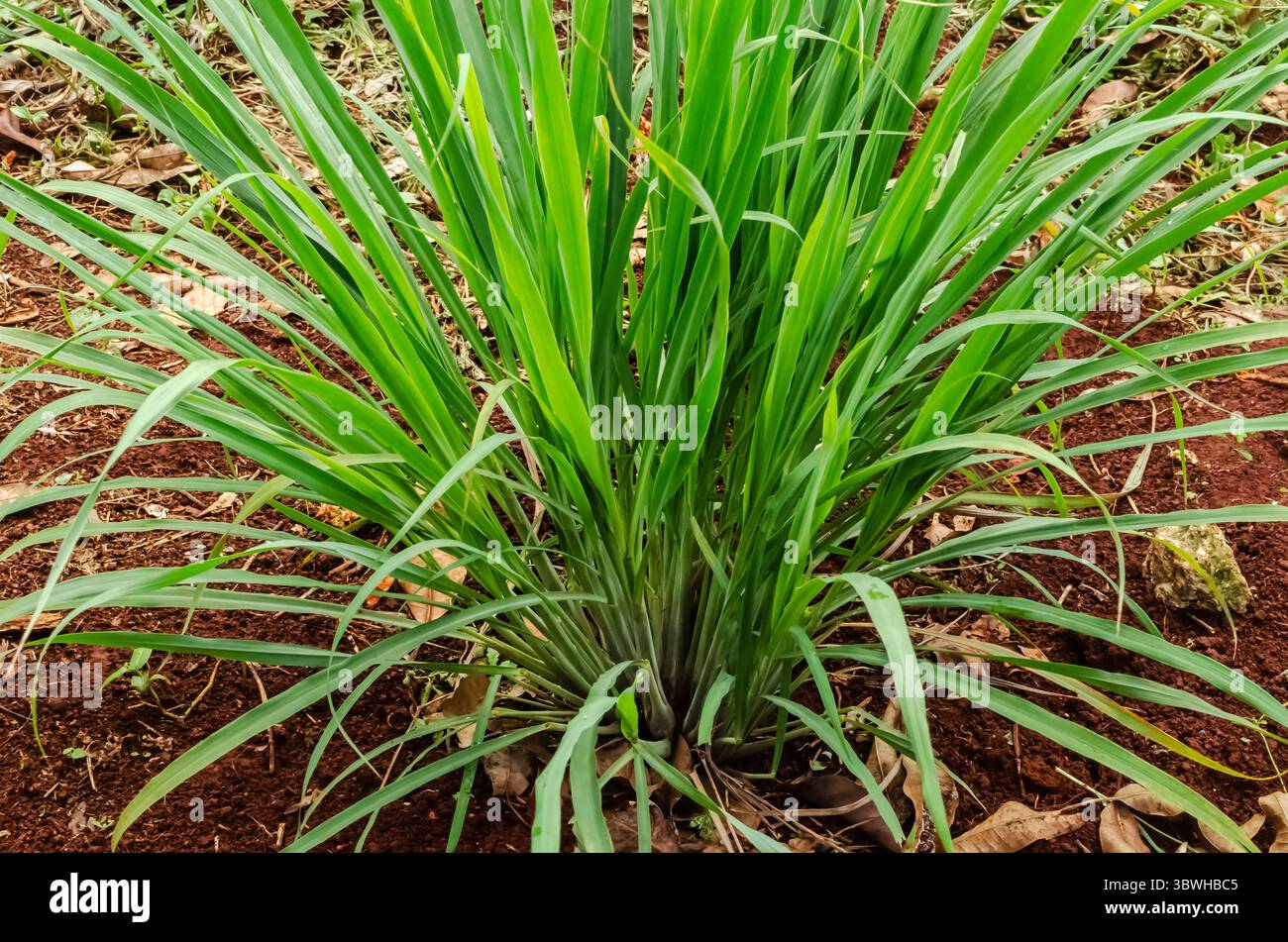 Close up lemongrass cymbopogon plant hi-res stock photography and ...