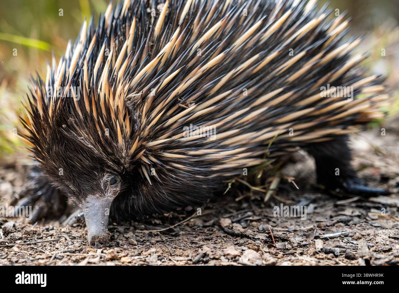 Juvenile Short-Beaked Echidna (Tachyglossus aculeatus) known as a ...