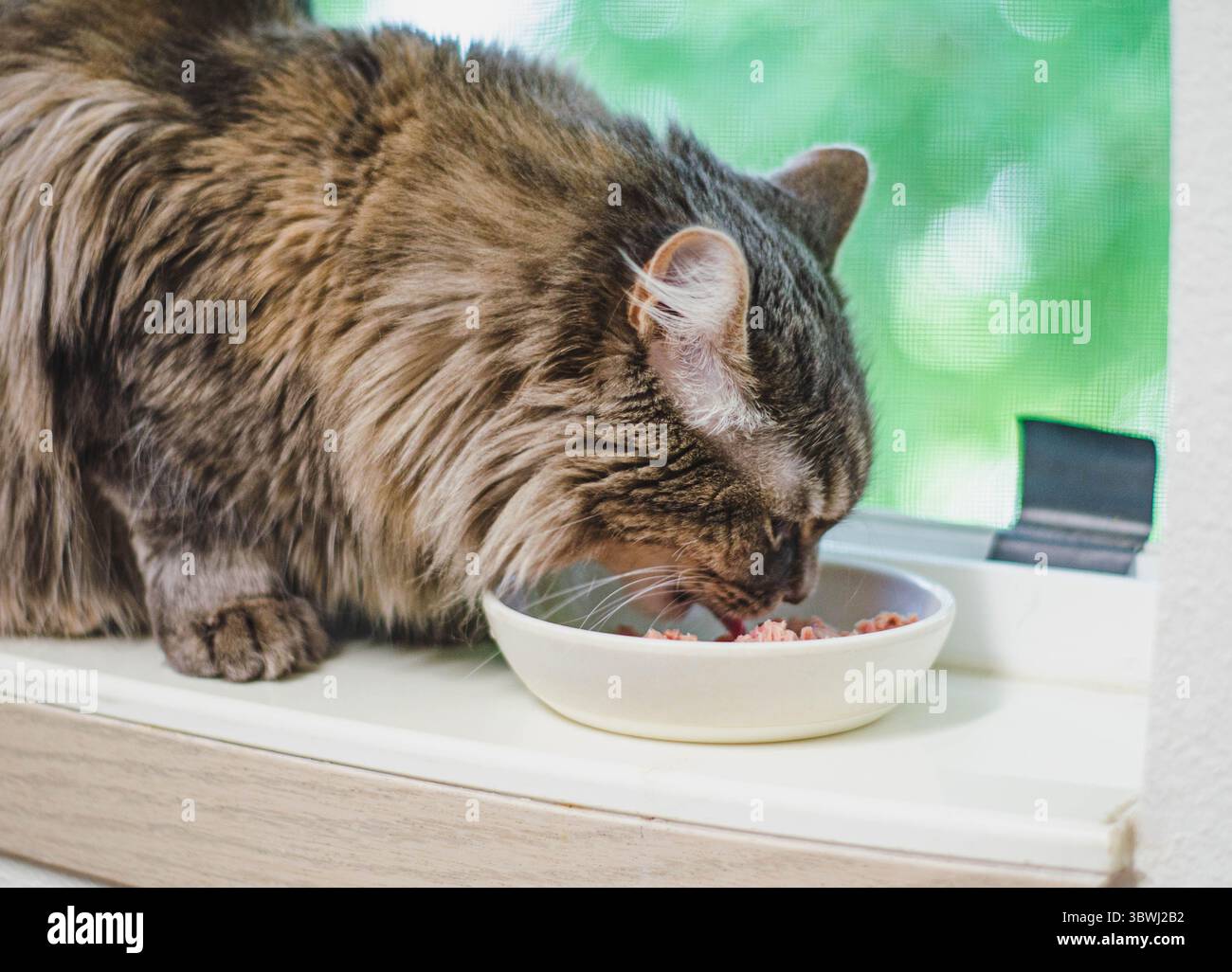 Fluffy Tabby Cat Eating Wet Food by the Window Stock Photo - Alamy