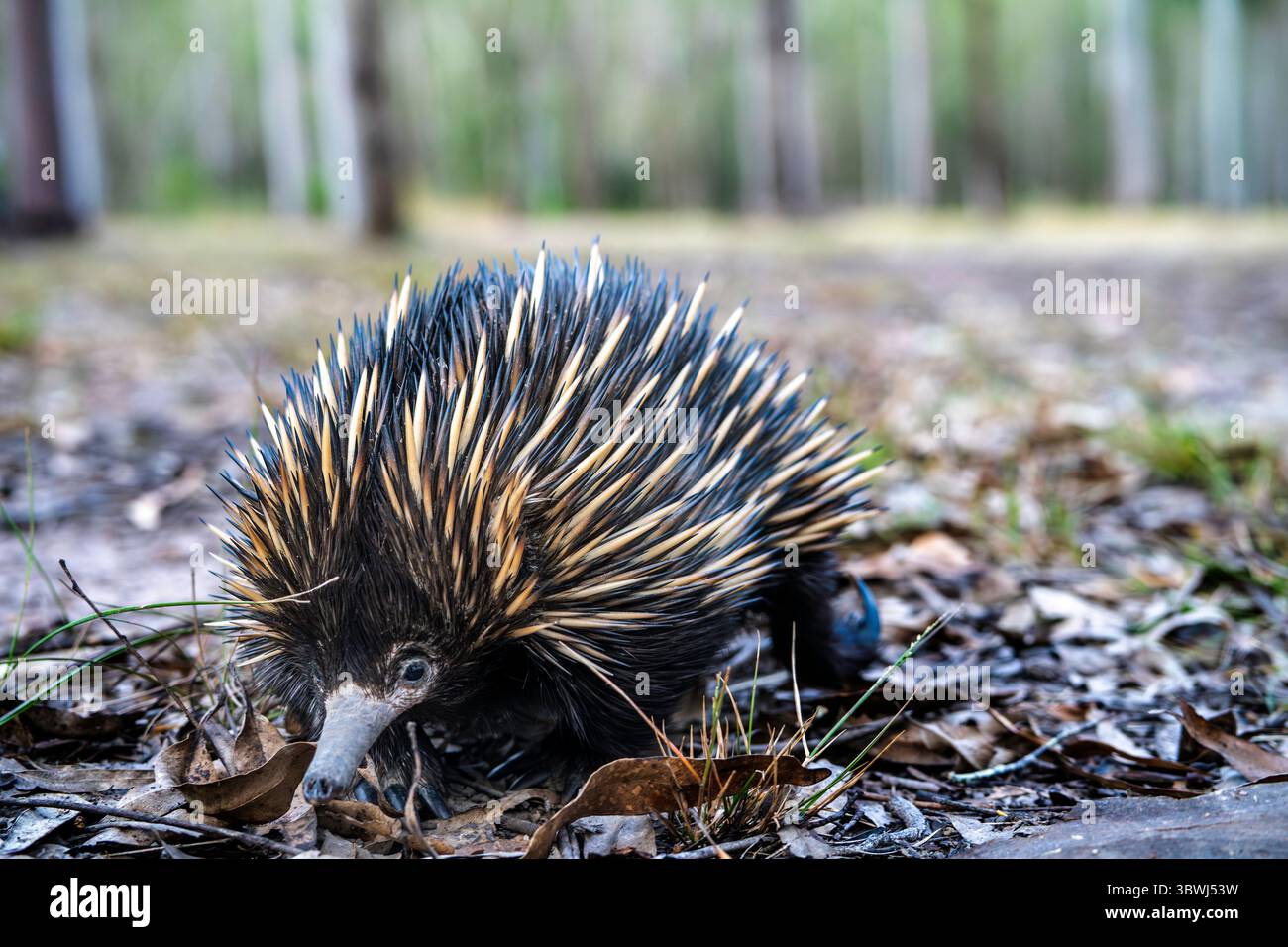 Juvenile Short-Beaked Echidna (Tachyglossus aculeatus) known as a puggle searches for food in ...