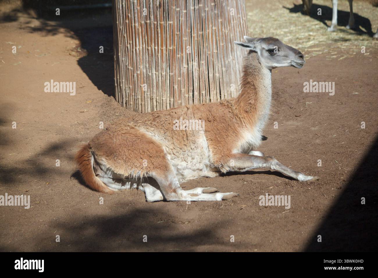 A Guanaco (Lama guanicoe), a wild South American camelid native to the ...