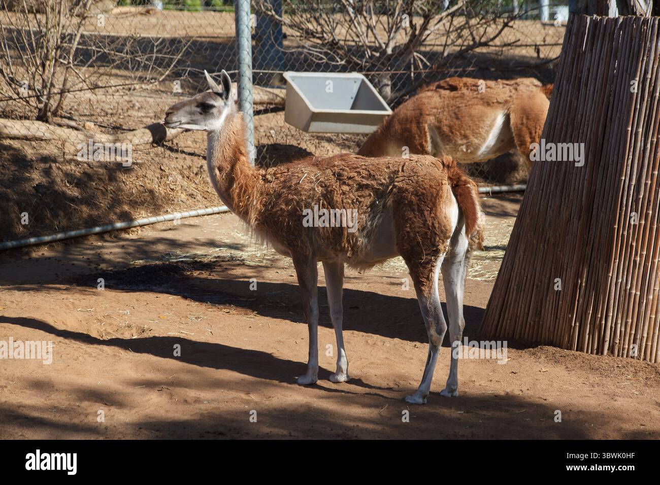 A Guanaco (Lama guanicoe), a wild South American camelid native to the ...