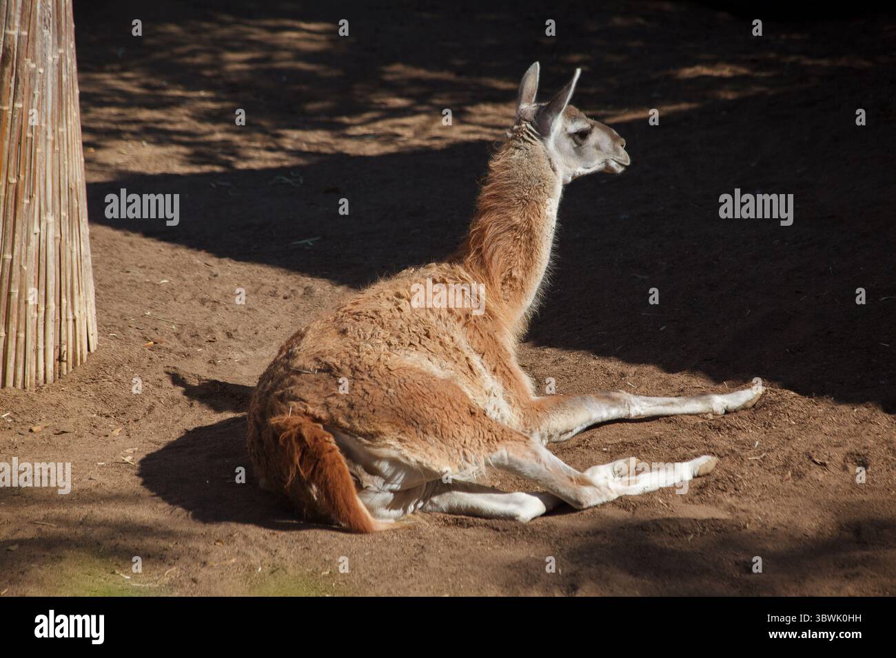 A Guanaco (Lama guanicoe), a wild South American camelid native to the ...
