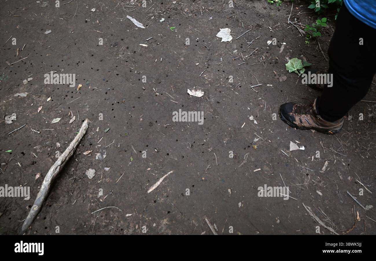 June 2, 2021, Bethesda, VA, USA: Judy Gallagher searches for Brood X 17-year Cicadas emerge at ...