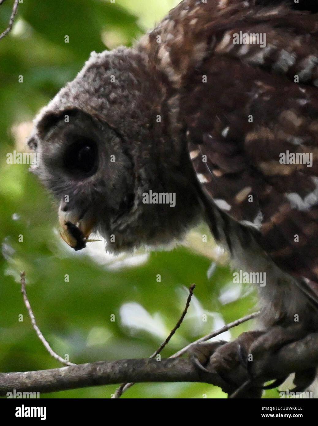 June 15, 2021, Alexandria, VA, USA: Barred Owls eat Brood X 17-year ...