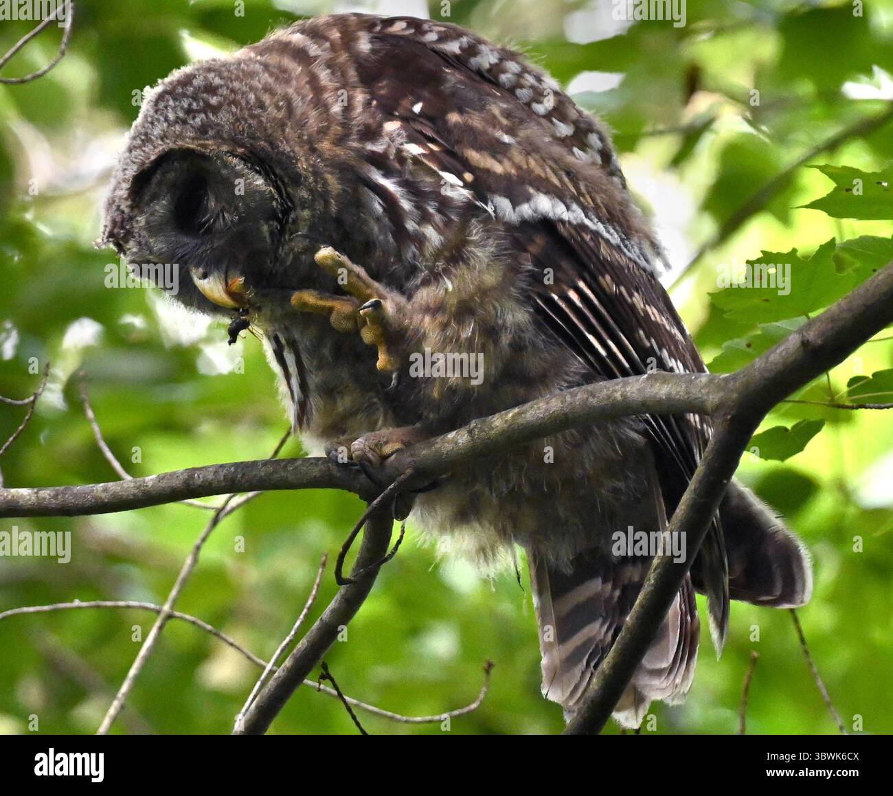 June 15, 2021, Alexandria, VA, USA: Barred Owls eat Brood X 17-year ...