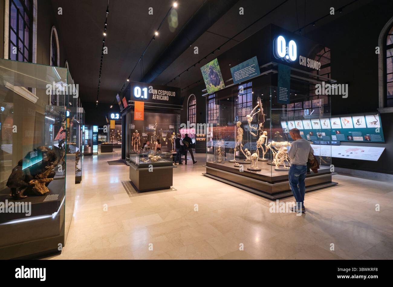 One of the galleries, this one exploring human evolution through ...