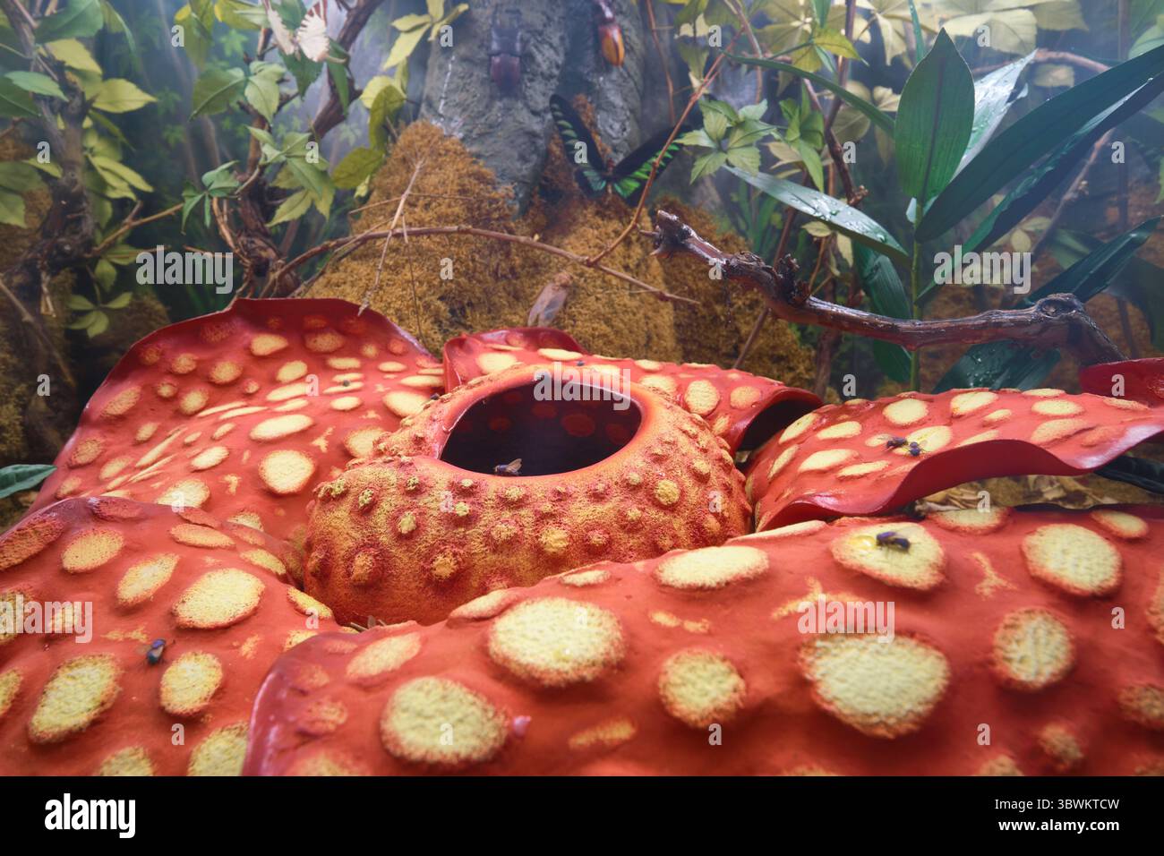 A huge, red, tropical Rafflesia flower, blooming in the dense jungle ...