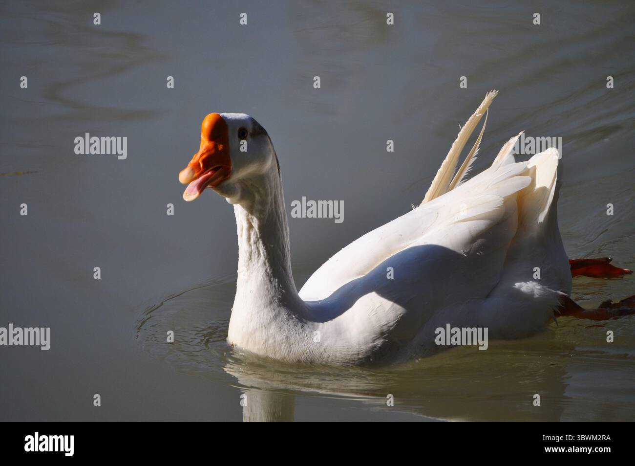Cute goose swimming in the lake Stock Photo - Alamy